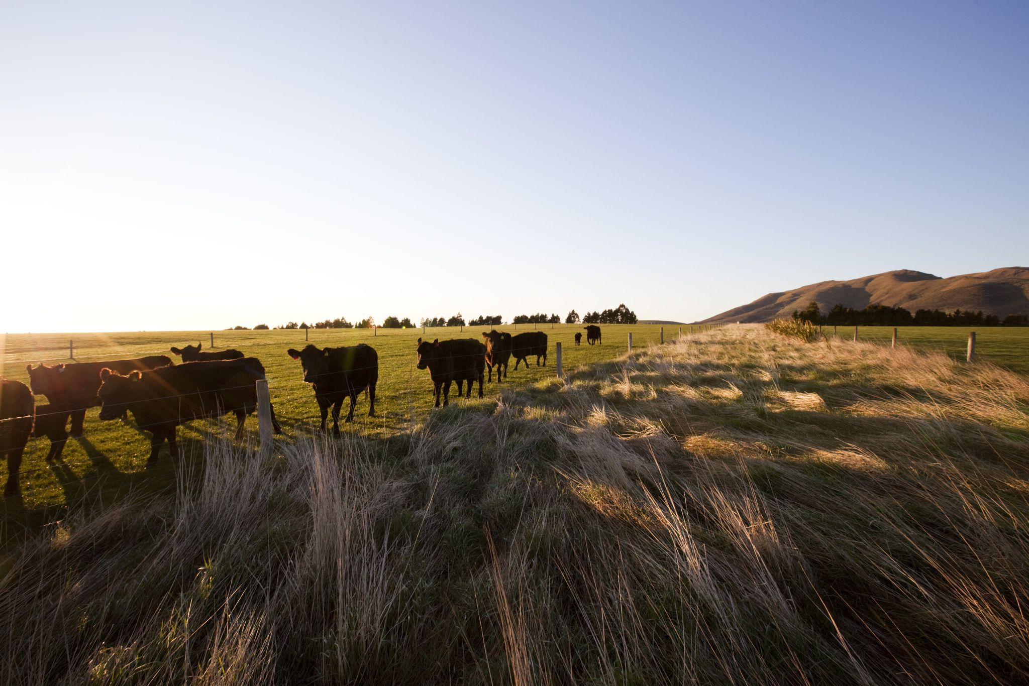 Prime steer beef New Zealand chilled | Schoonderwoerd Vlees