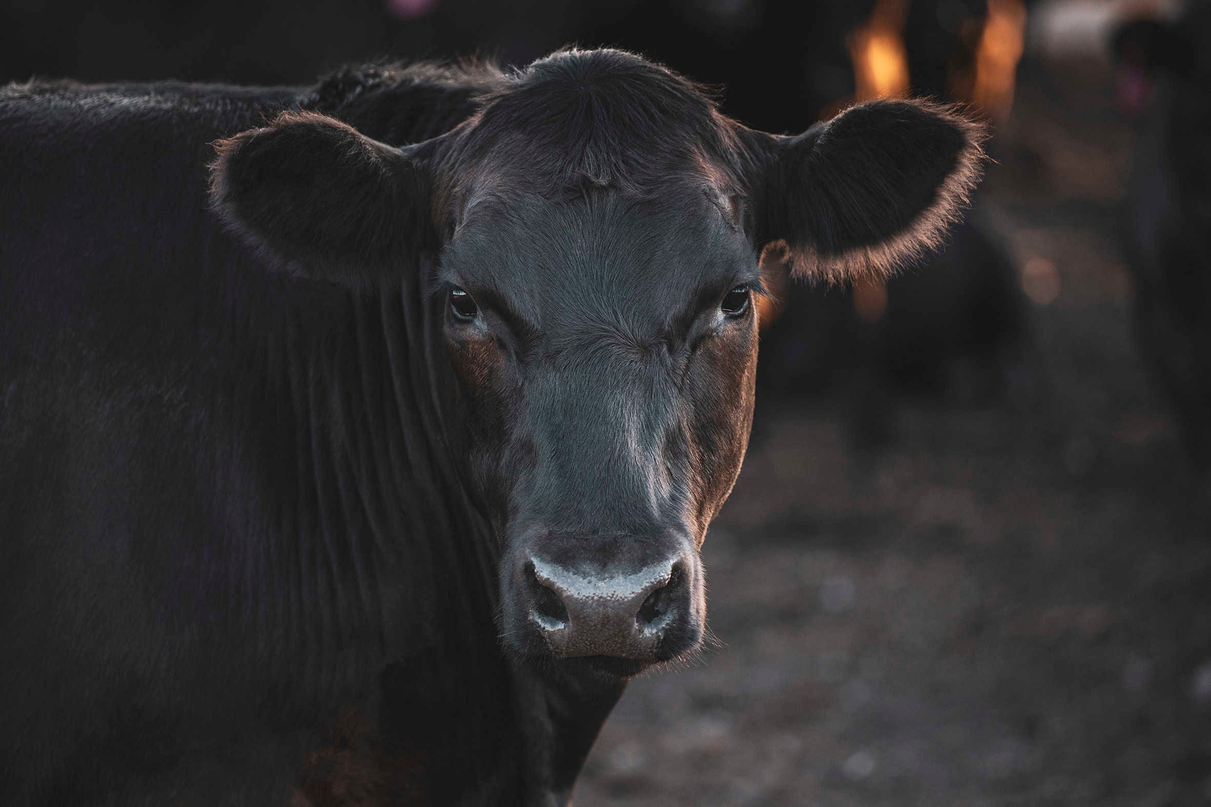 Omugi Grainfed Beef EN - Schoonderwoerd Vlees B.V. - Nieuw Zeeland Vlees